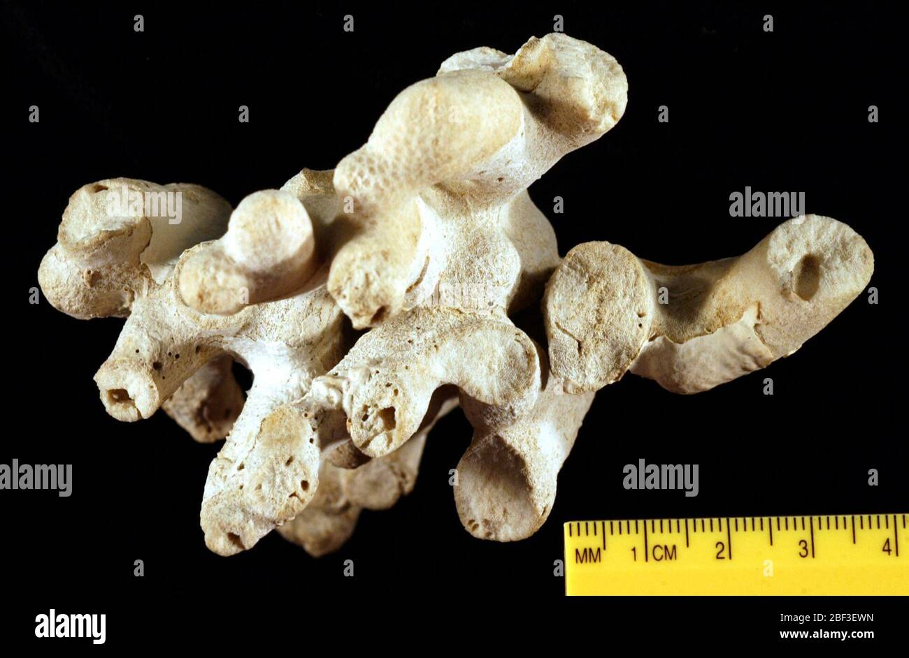 Porites cylindrica hi-res stock photography and images - Alamy