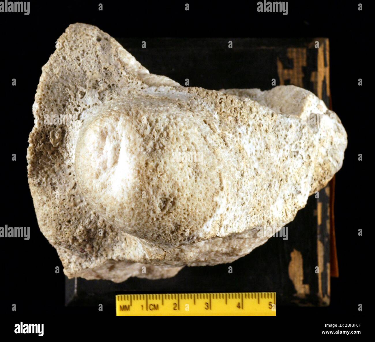 Cyclopea hi-res stock photography and images - Alamy