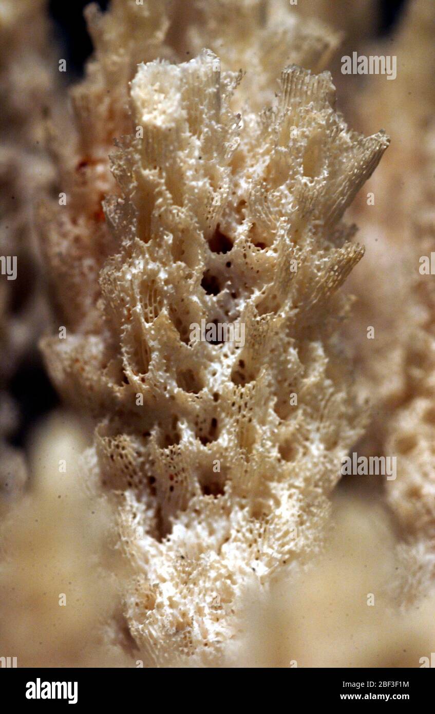 Cytherea hi-res stock photography and images - Alamy