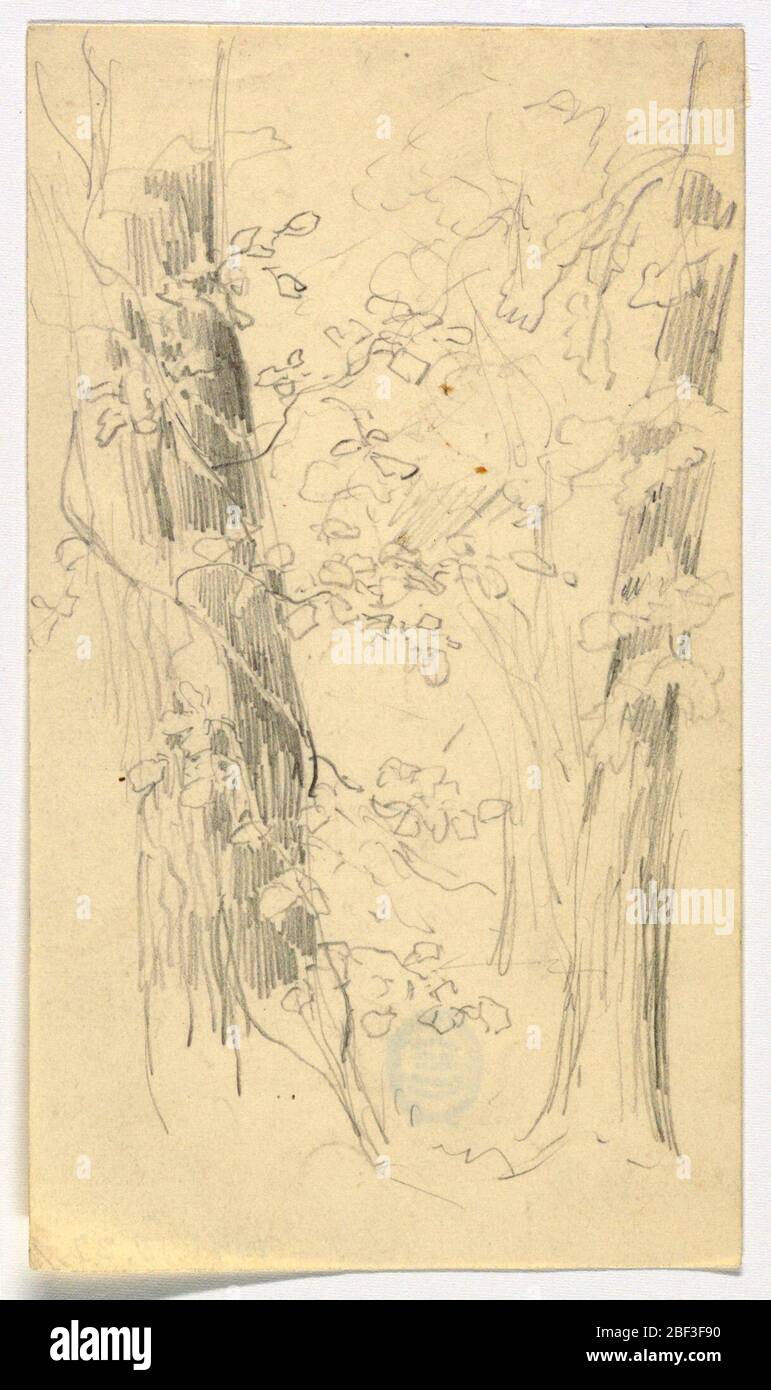 Sketch of Trees. Sketch of a group of trees. Large trunk, left, with ...