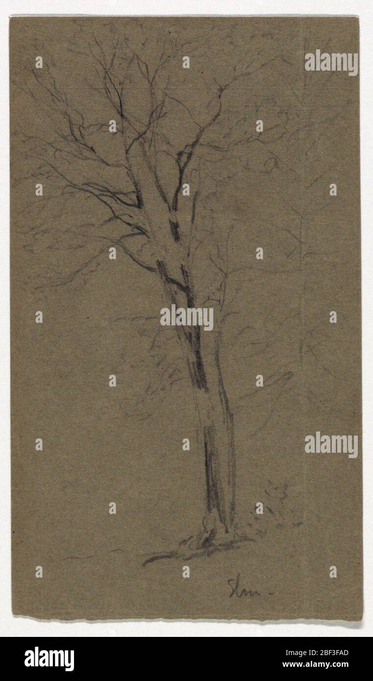 Study of an Elm. Sketch of a tall elm tree, center Stock Photo - Alamy