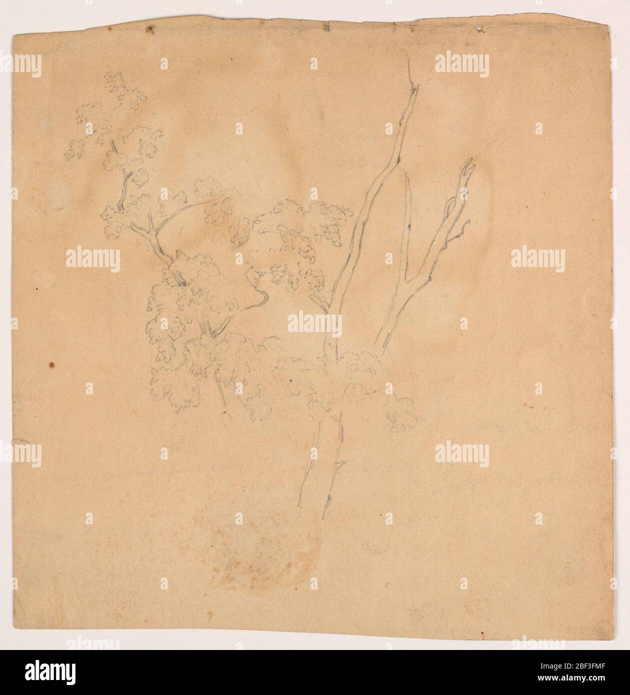 Sketch of a Tree. Sketch of a tree with bare branches, at right, and an ...