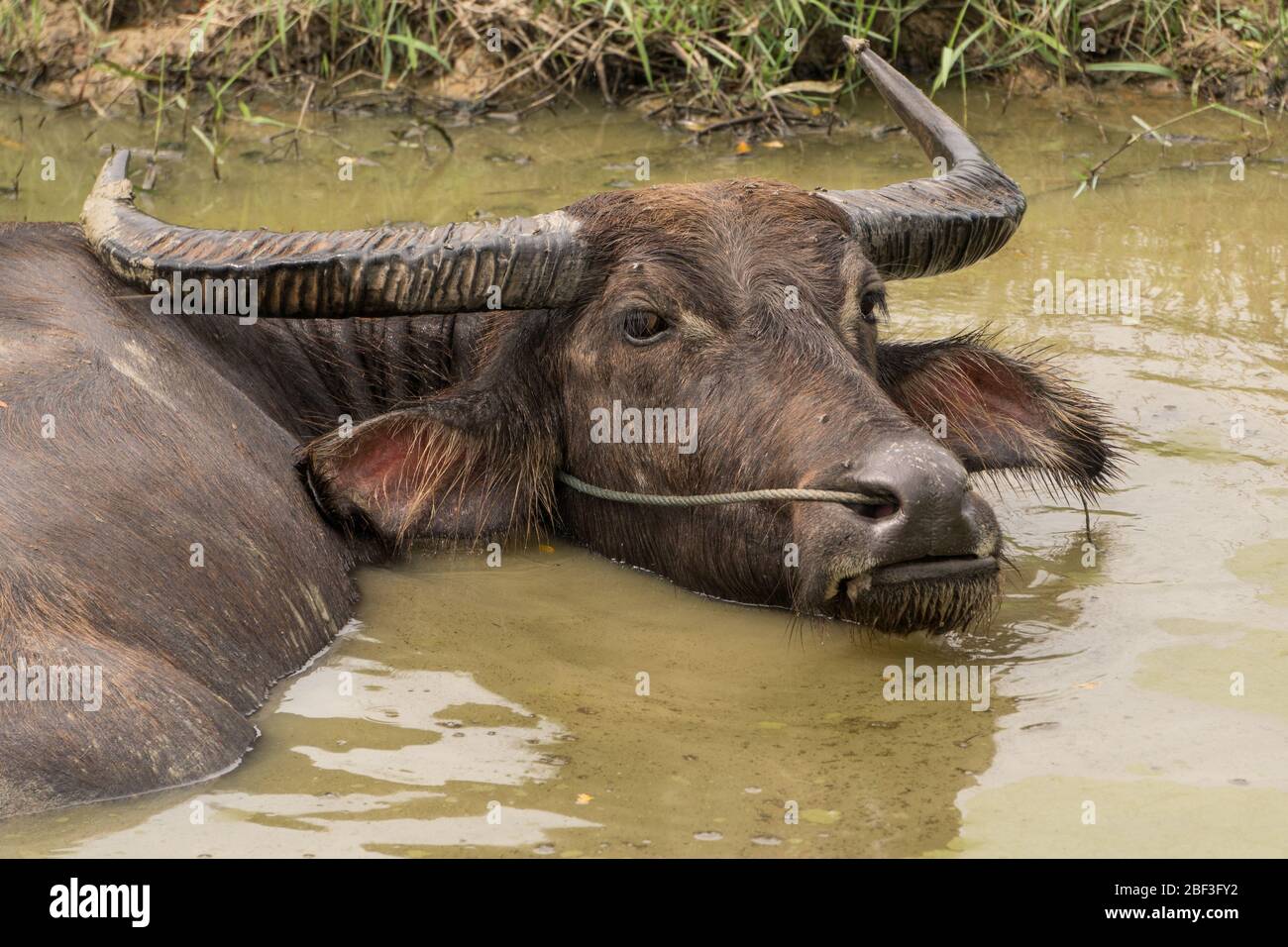 Bilu hi-res stock photography and images - Alamy