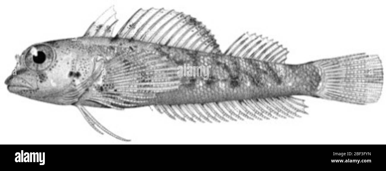 4 small fish Black and White Stock Photos & Images - Alamy