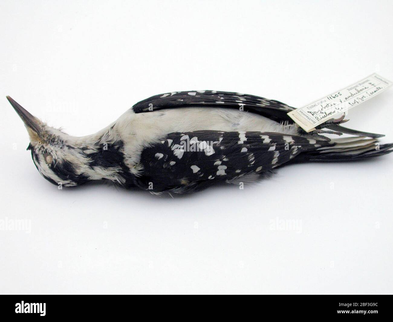 Scientific name picoides villosus hi-res stock photography and images ...