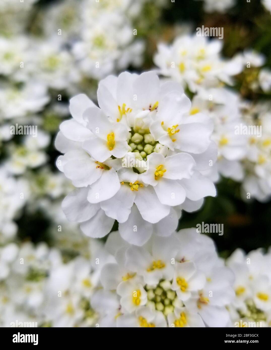 White candytuft hi-res stock photography and images - Alamy
