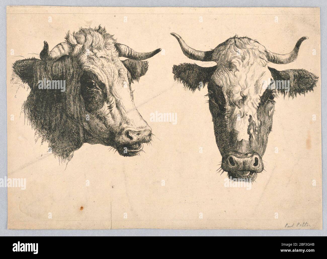 Two Cow Heads. Two cow heads Stock Photo - Alamy