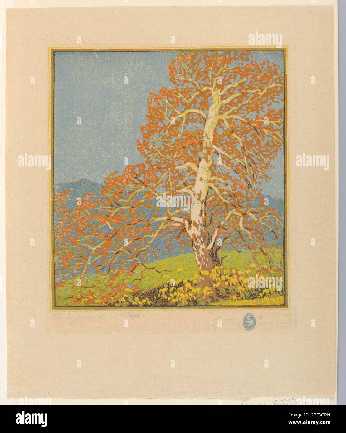 The Sycamore. A large sycamore tree in right foreground with branches ...