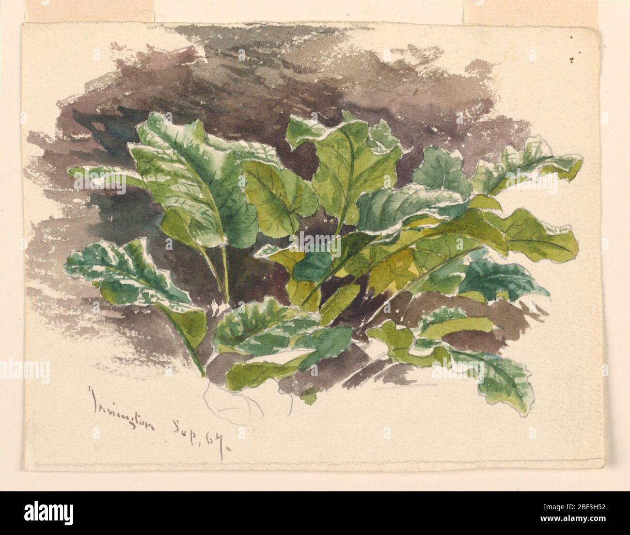 Botanical Study. Study of a leafy plant Stock Photo - Alamy