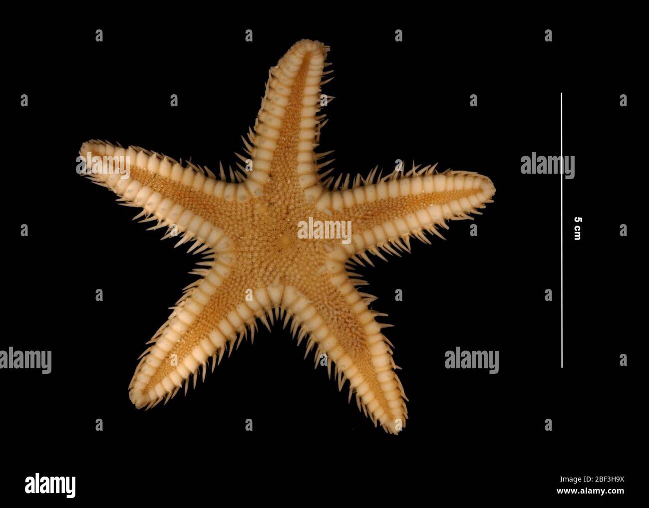 Duplicatus hi-res stock photography and images - Alamy