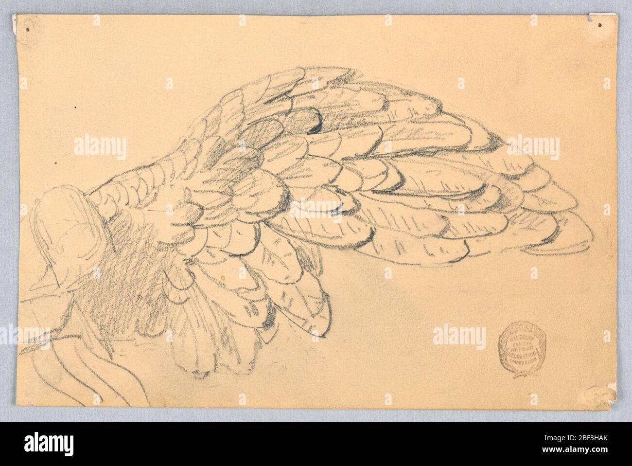 Feathers Study High Resolution Stock Photography and Images - Alamy