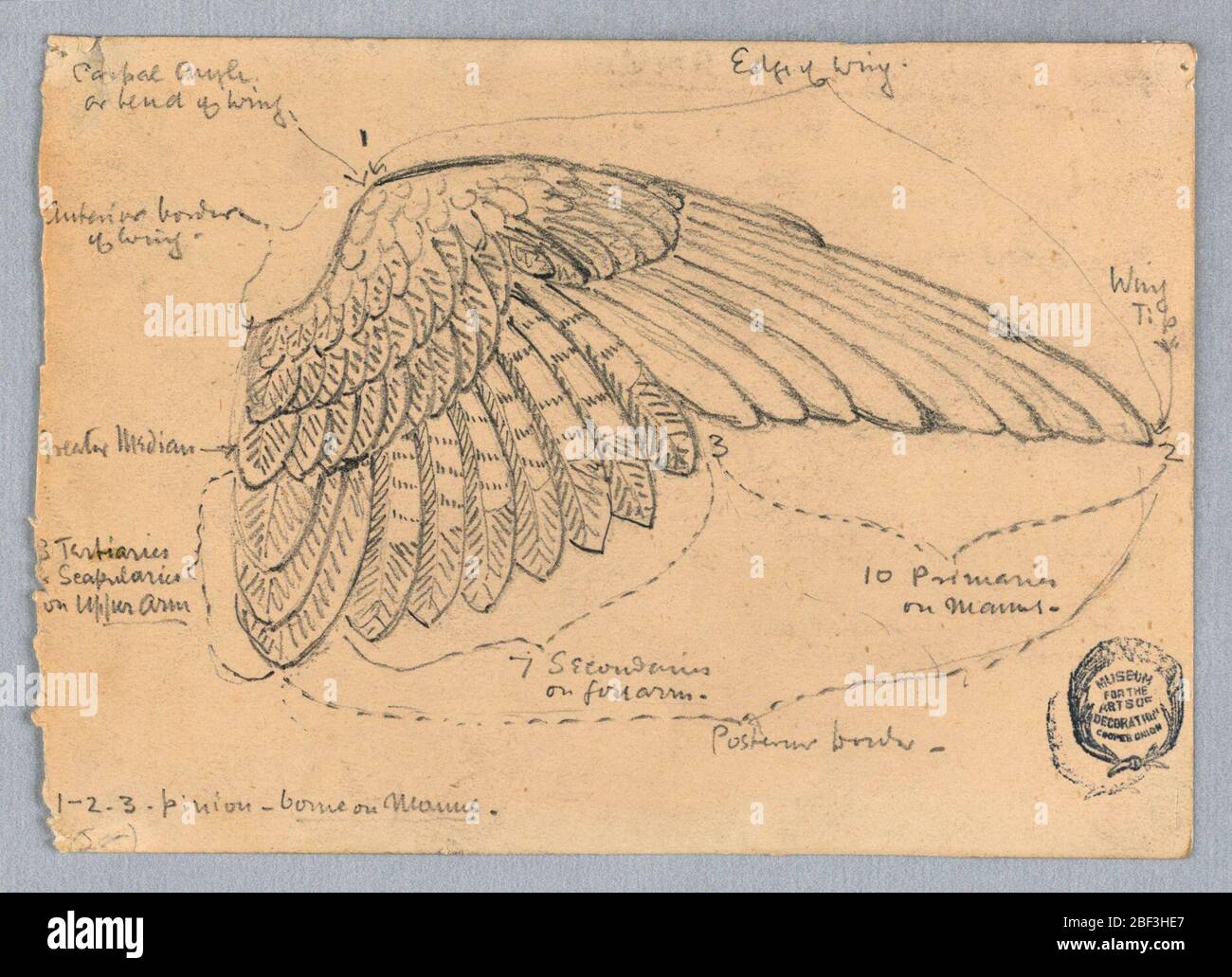 Study of a Wing. Wing shown with diagram labels of wing structure Stock ...