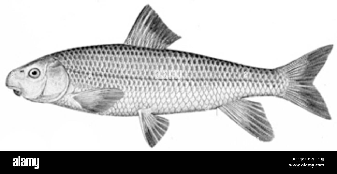 Myxostoma austrina Bean. Lectotype designation by robins and raney ...