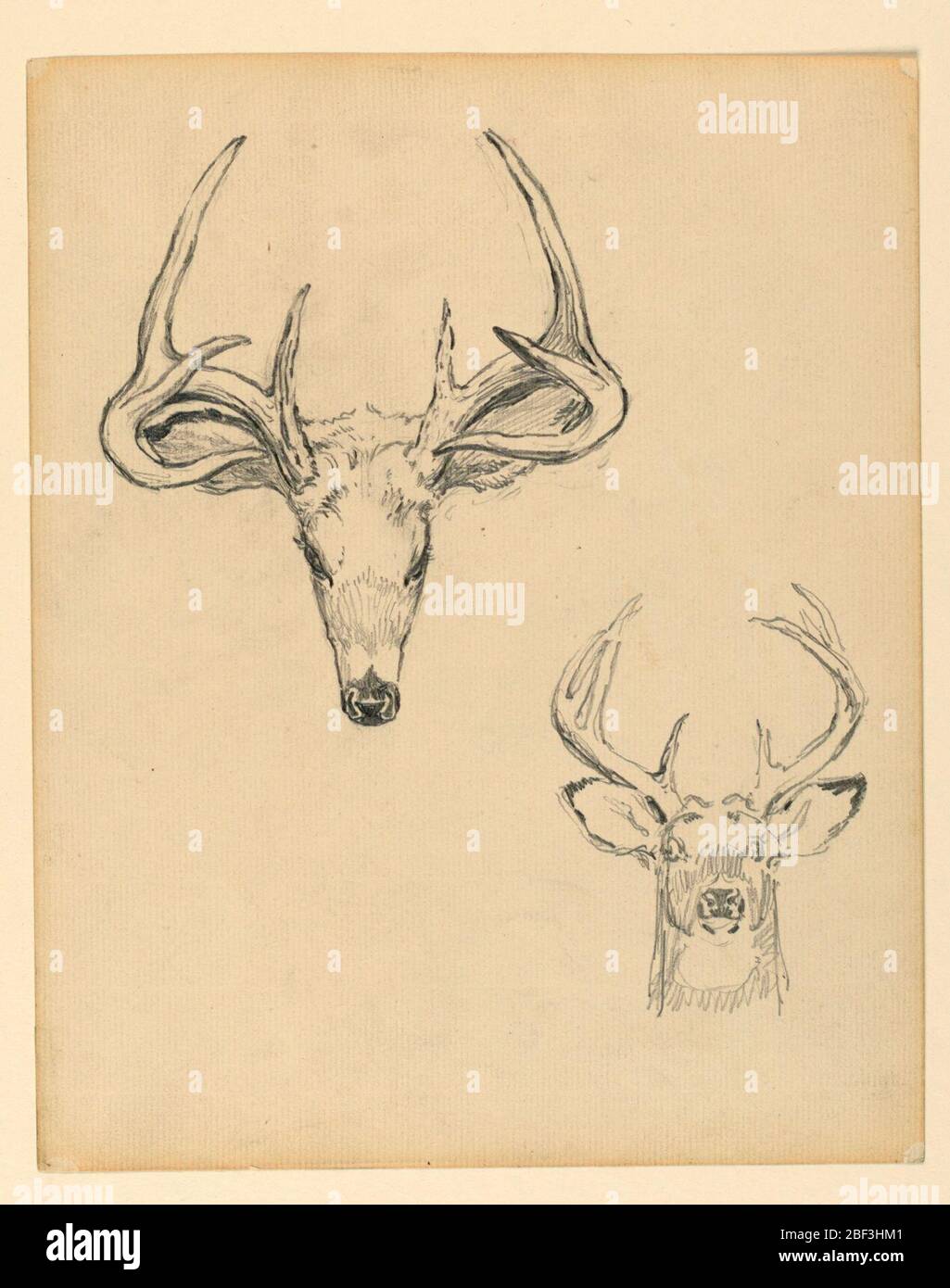 Study of stag head. Two sketches of a stag head from different ...