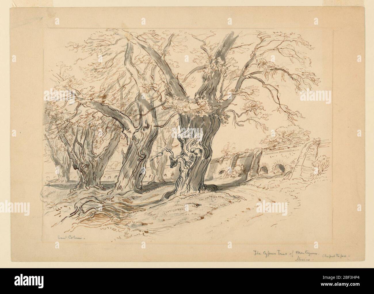 Study for The Cypress Trees of Montezuma Park of Chapultepec Mexico ...