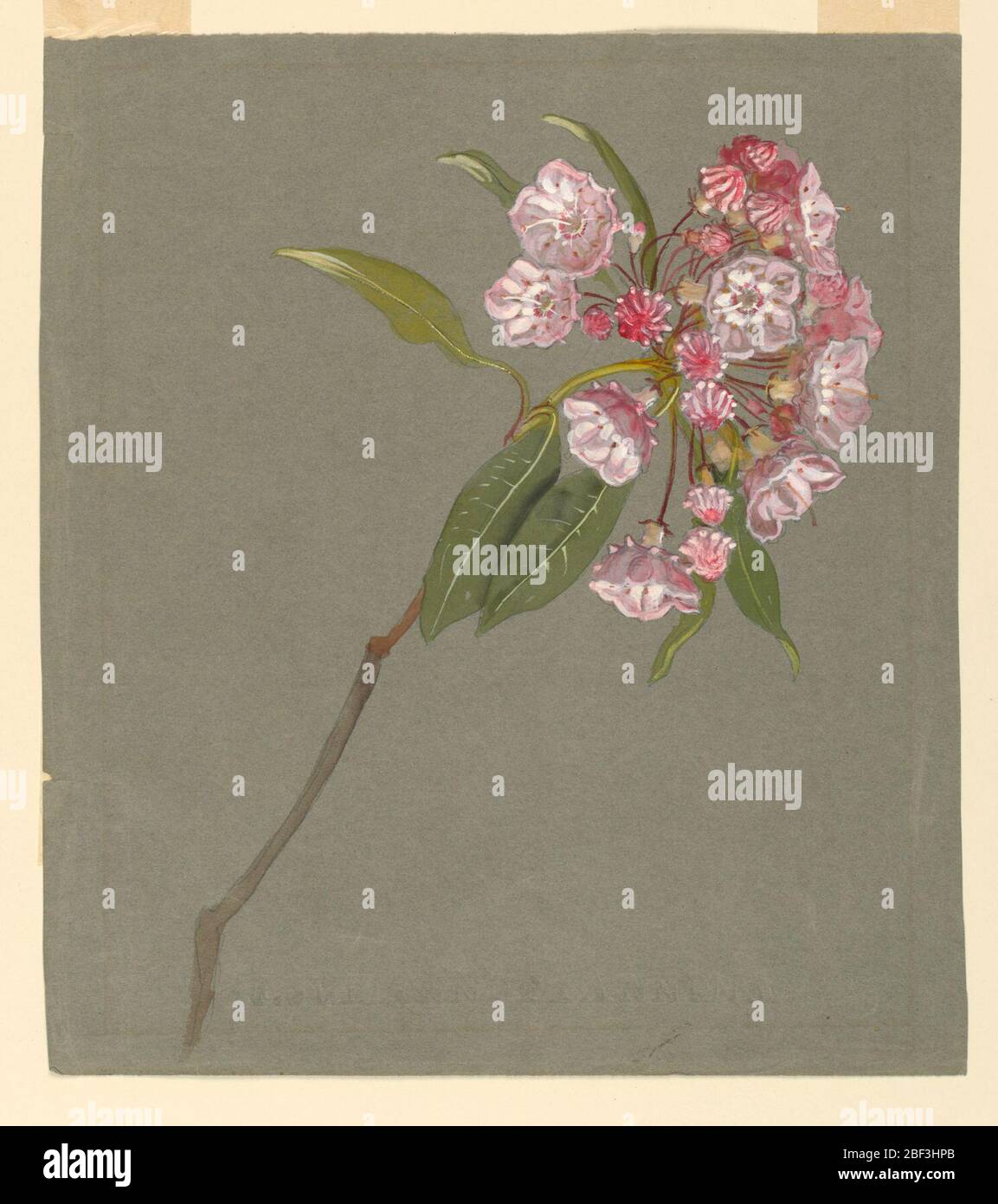 Laurel bough hi-res stock photography and images - Alamy