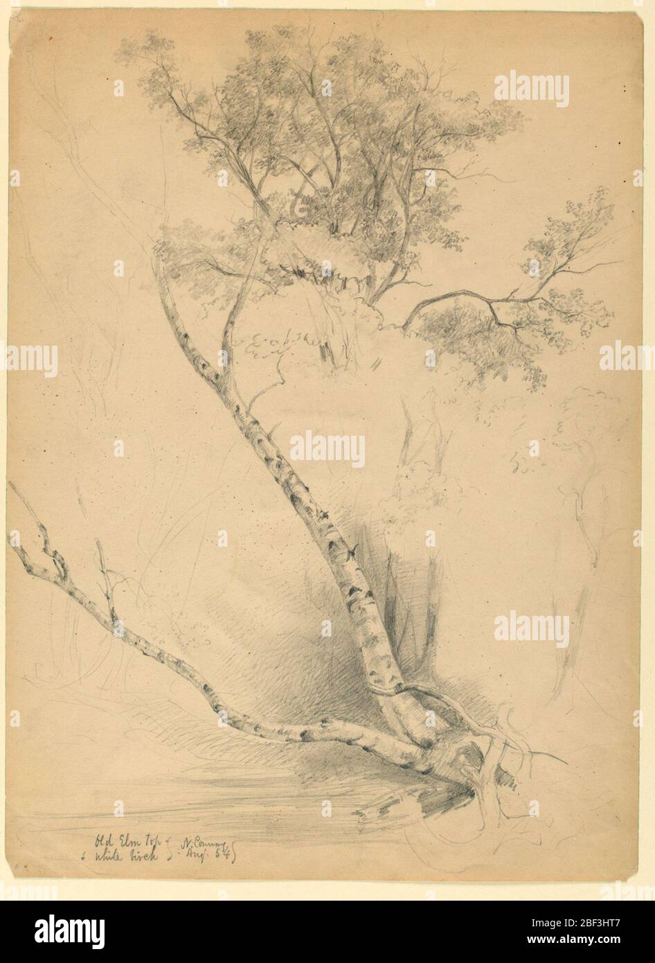 Old elm top hi-res stock photography and images - Alamy