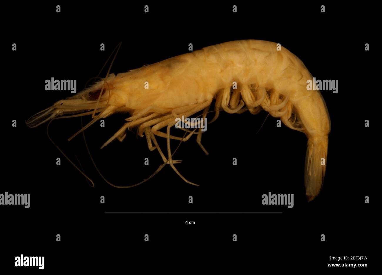 Constrictus hi-res stock photography and images - Alamy