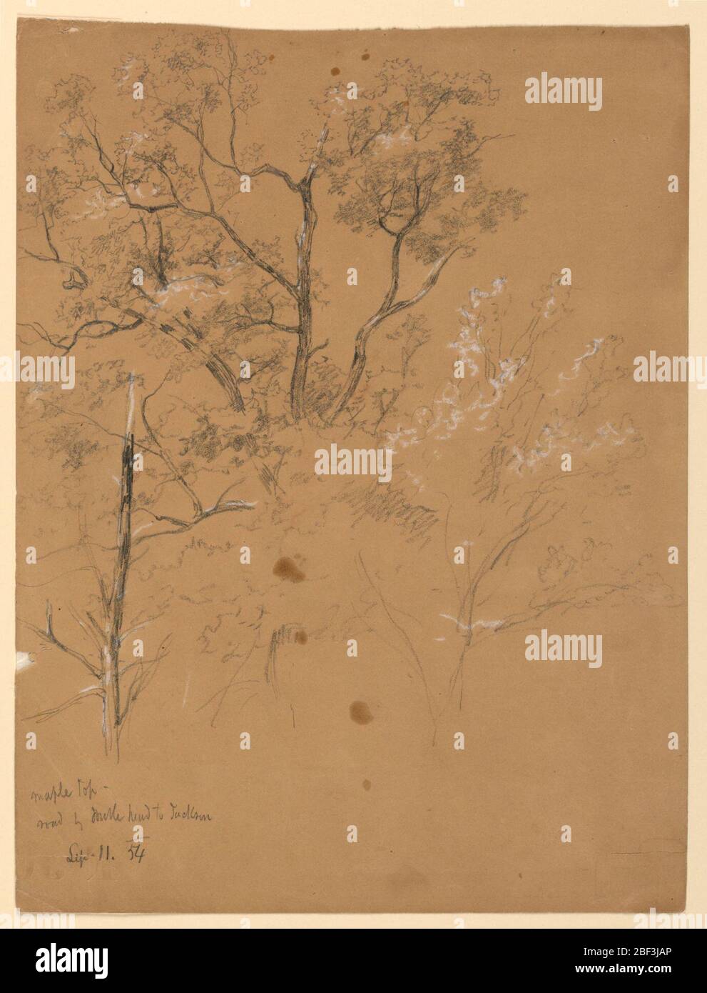 Maple Top on Road to Jackson New Hampshire. View into the top of a ...