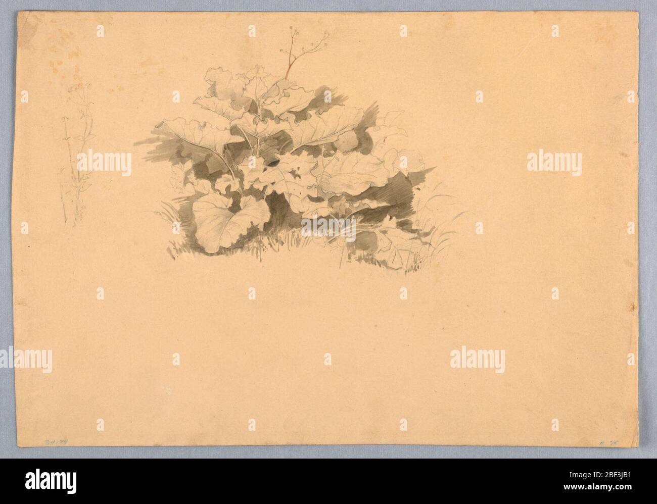 Study of foliage. Sketch of a plant with leaves Stock Photo - Alamy