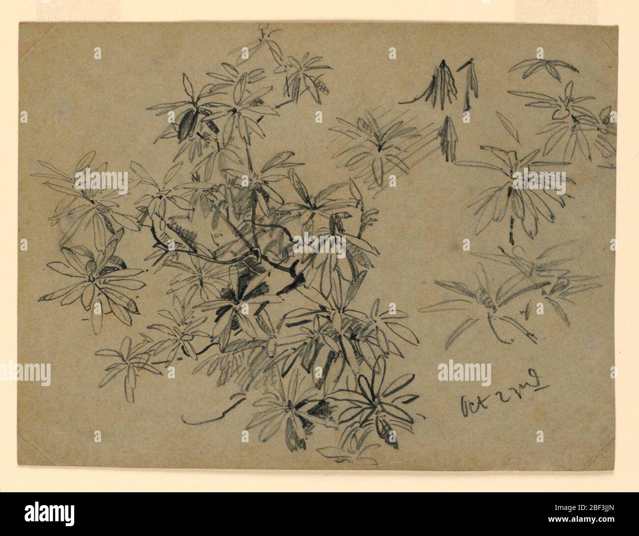 Study of foliage. Sketch of a tree with foliage Stock Photo - Alamy