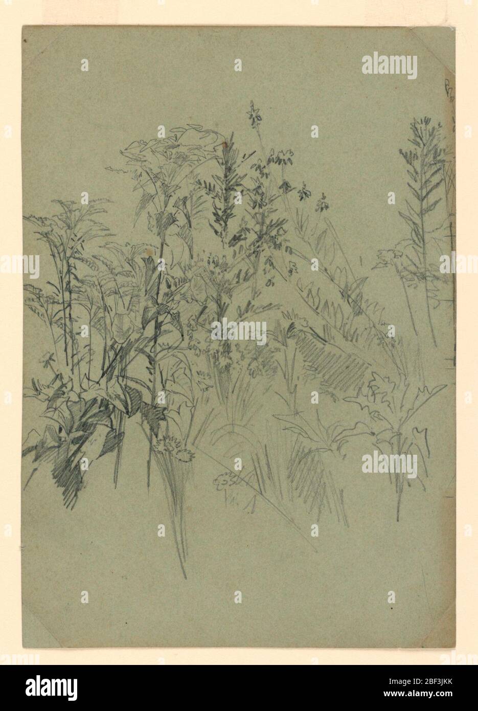 Study of foliage. Sketch of a tree with foliage Stock Photo - Alamy