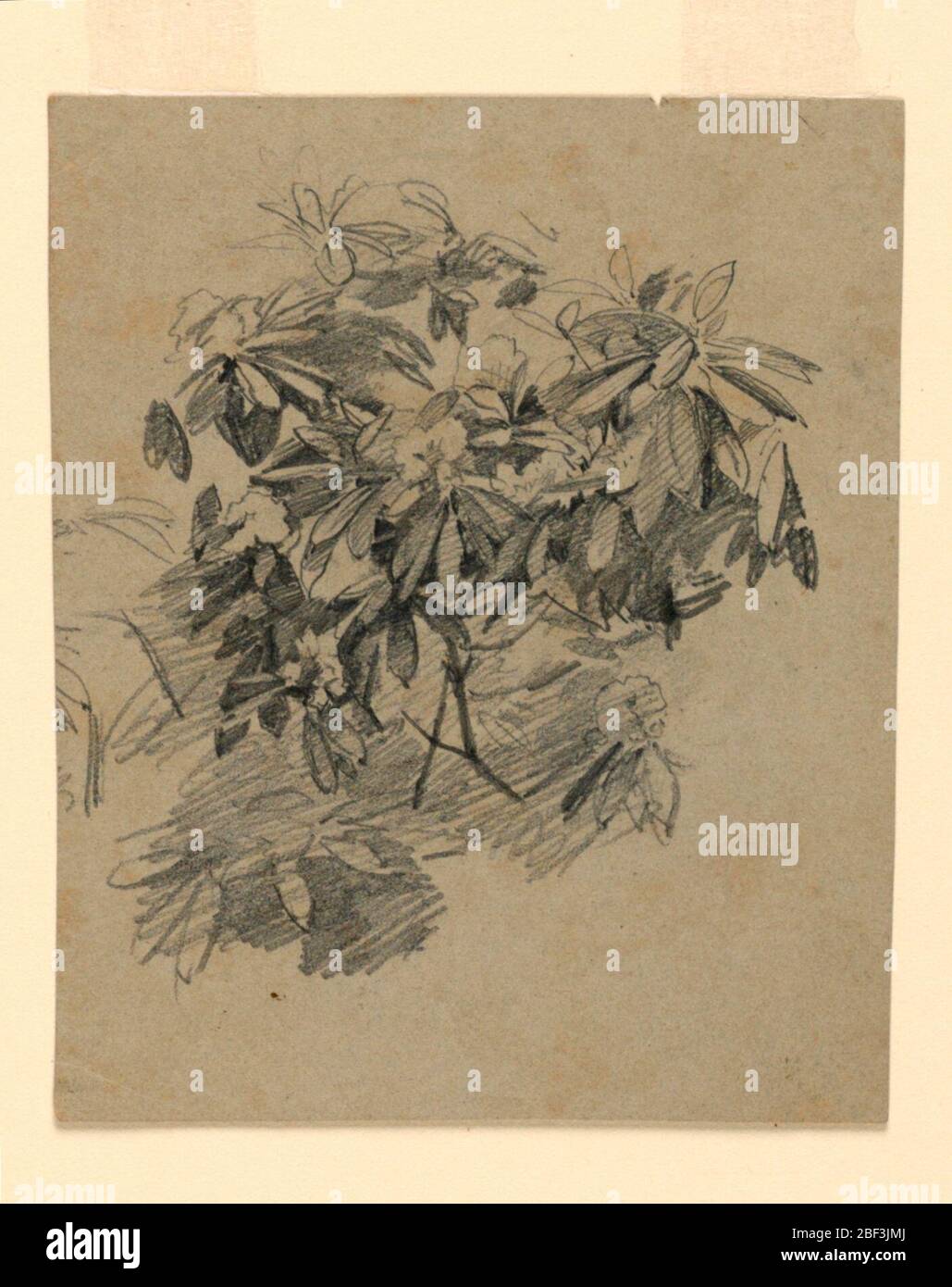 Study of foliage. Sketch of a tree with foliage Stock Photo - Alamy