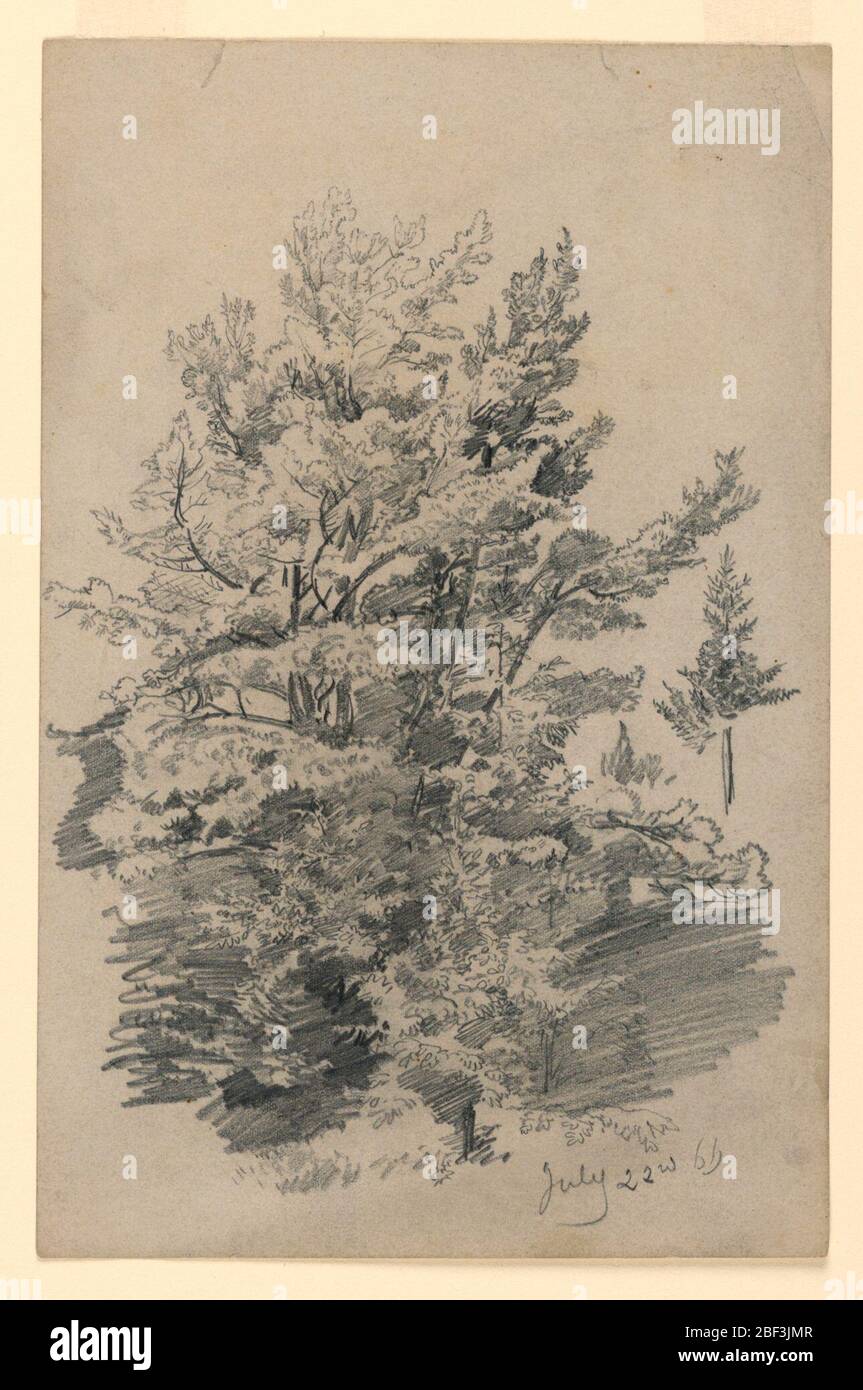 Study of foliage. Sketch of a tree with foliage Stock Photo - Alamy