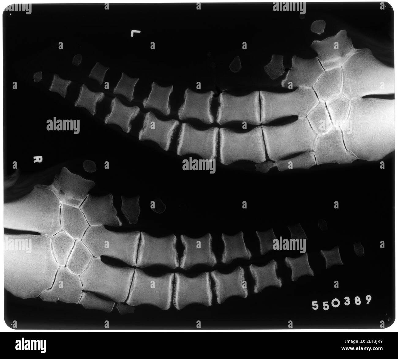 Feresa attenuata hi-res stock photography and images - Alamy