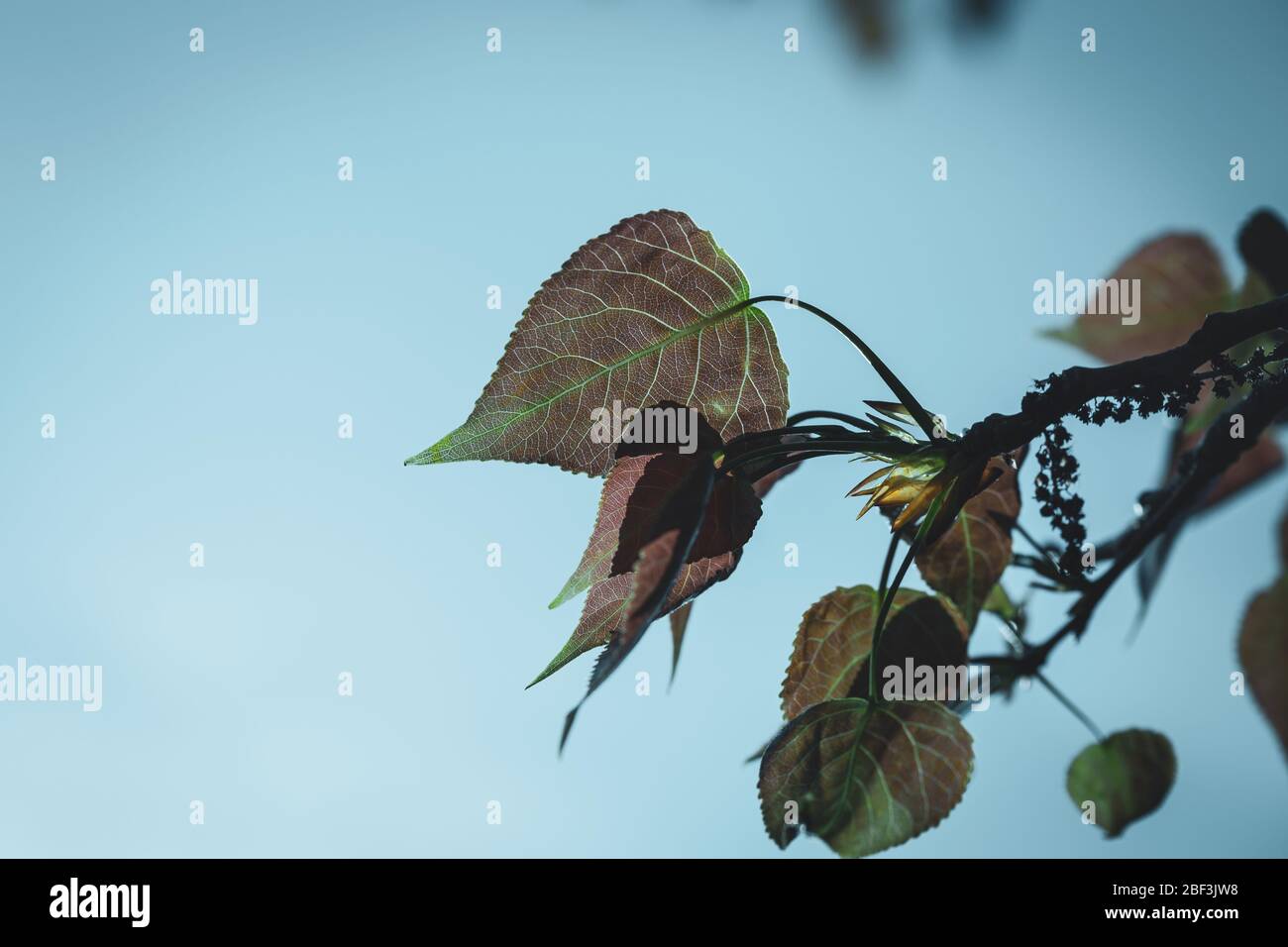 Poplar tree leaves hi-res stock photography and images - Alamy