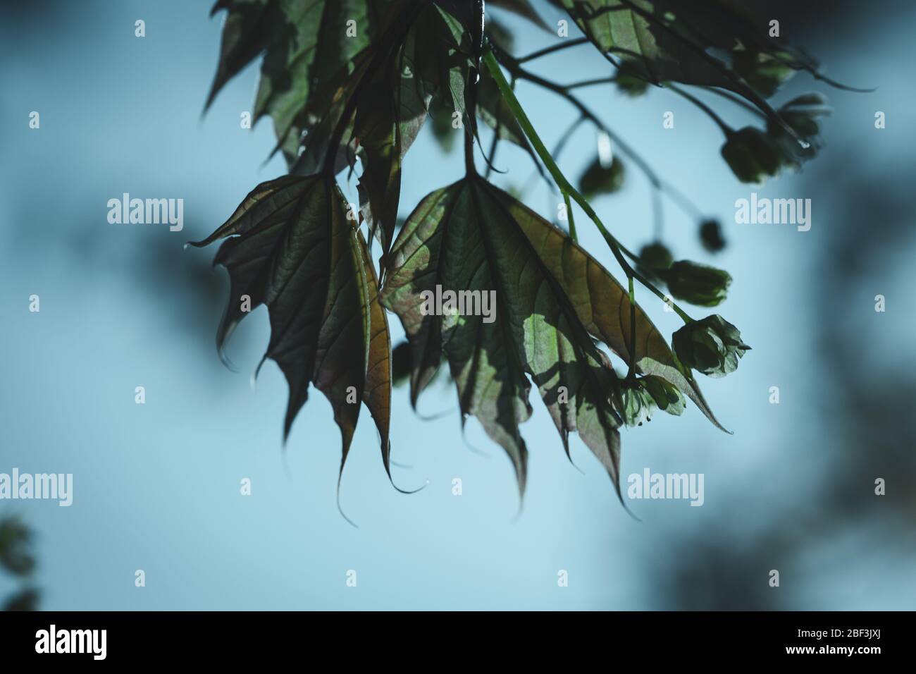 Maple blossom and leaves at spring against blue sky background Stock ...