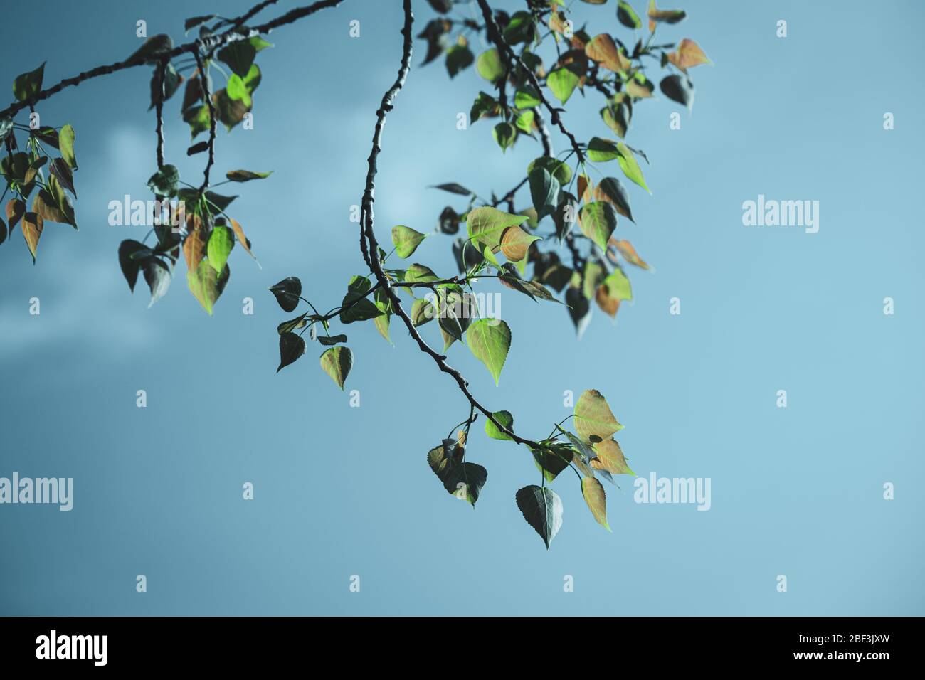 Poplar tree leaves at spring against blue sky background Stock Photo ...