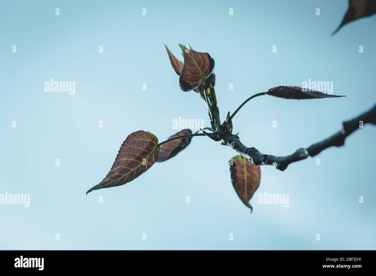 Poplar tree leaves hi-res stock photography and images - Alamy