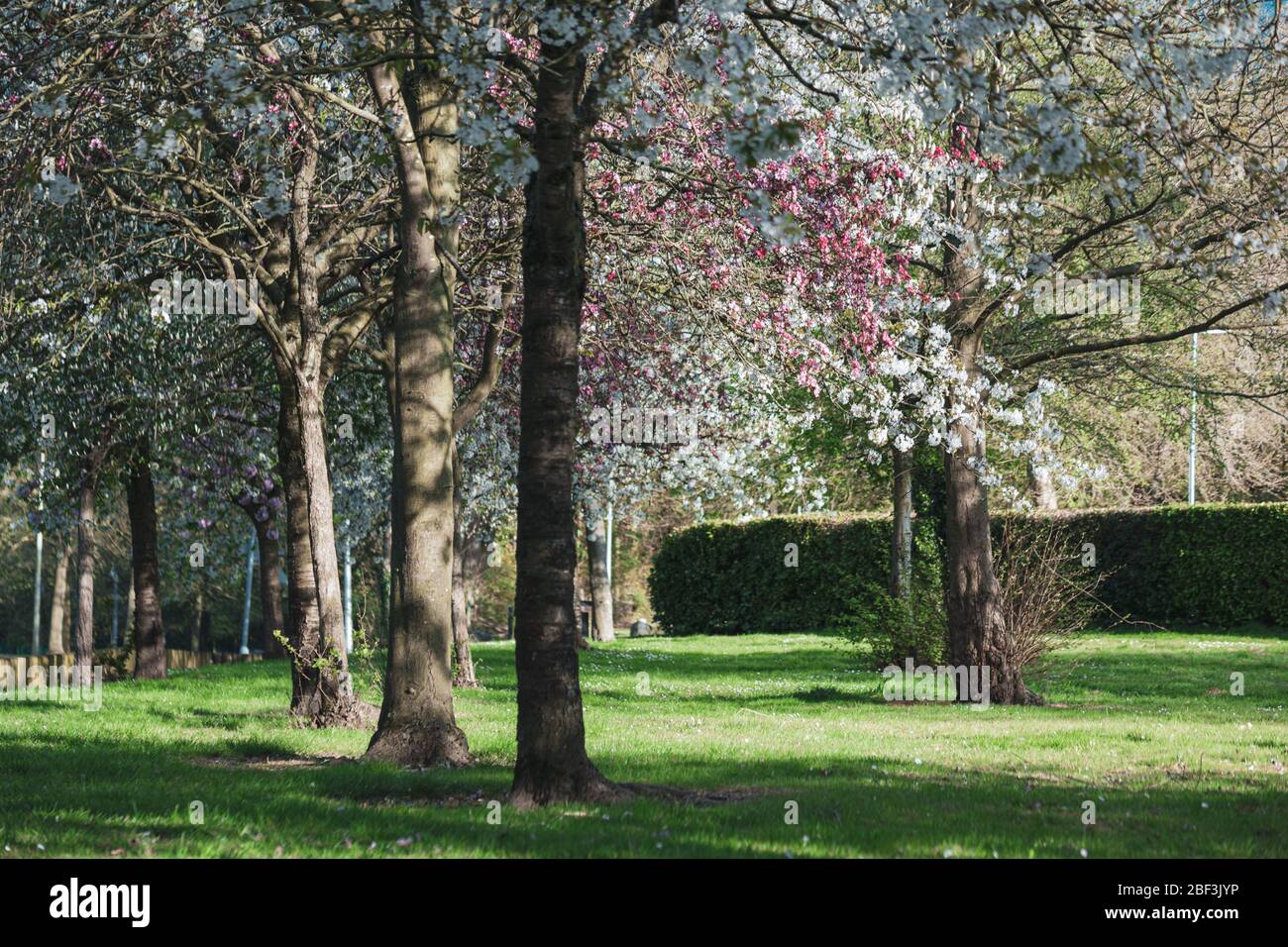 Pink cherry blossom trees hi-res stock photography and images - Alamy