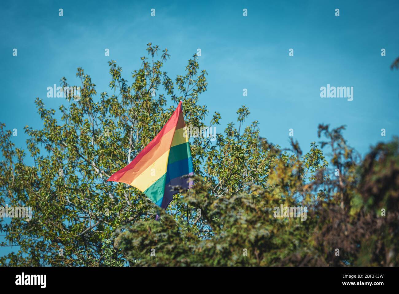 Rainbow flag waving on the breeze amongst spring tree branches during ...