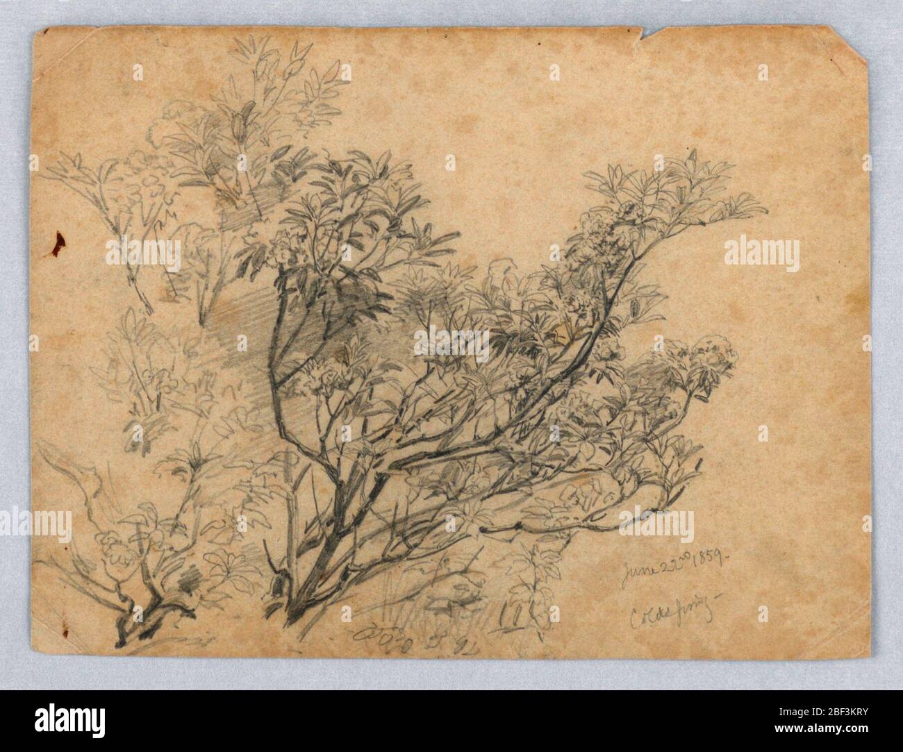 Study of foliage. Sketch of a tree with foliage Stock Photo - Alamy