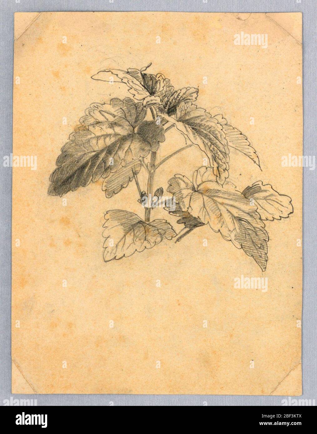 Study of foliage. Sketch of a tree with foliage Stock Photo - Alamy