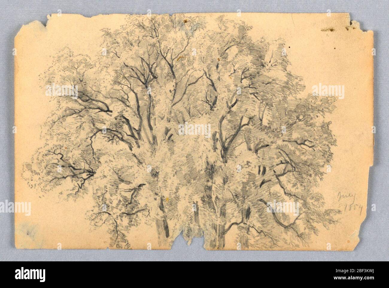 Study of elm tree. Sketch of an elm tree with foliage Stock Photo - Alamy