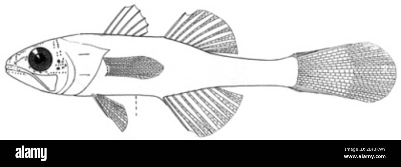 Study deep sea fish Cut Out Stock Images & Pictures - Alamy