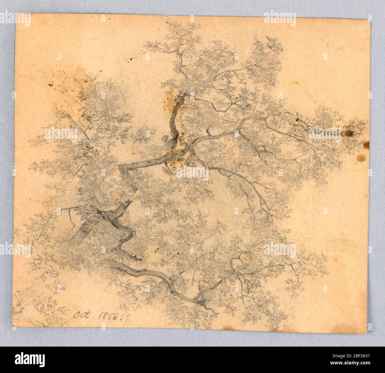 Study of elm tree. Sketch of an elm tree with foliage Stock Photo - Alamy