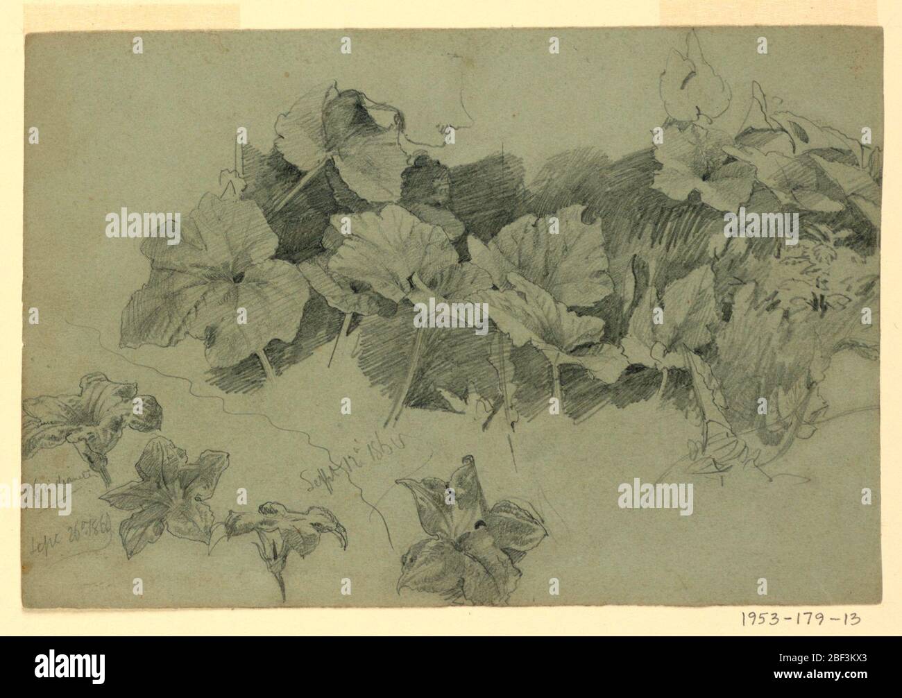 Study of foliage. Sketch of a leaves and flowers Stock Photo - Alamy