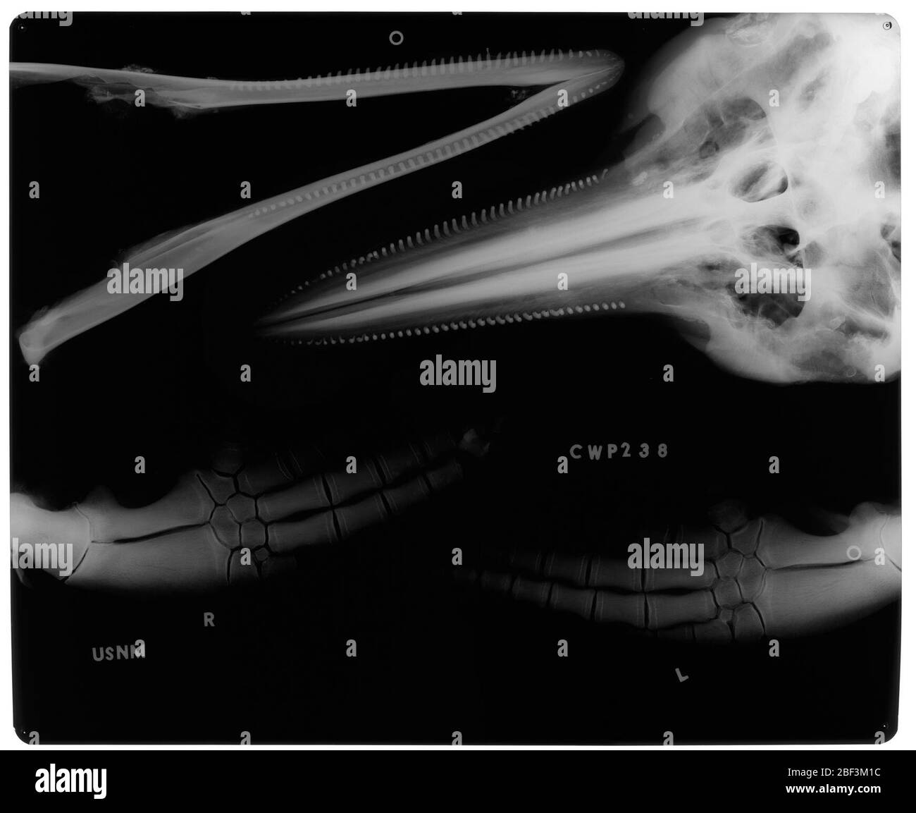 Clymene hi-res stock photography and images - Alamy