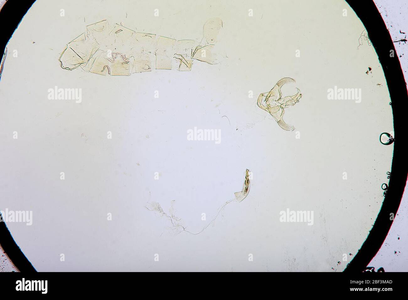 Moth anatomy hi-res stock photography and images - Alamy