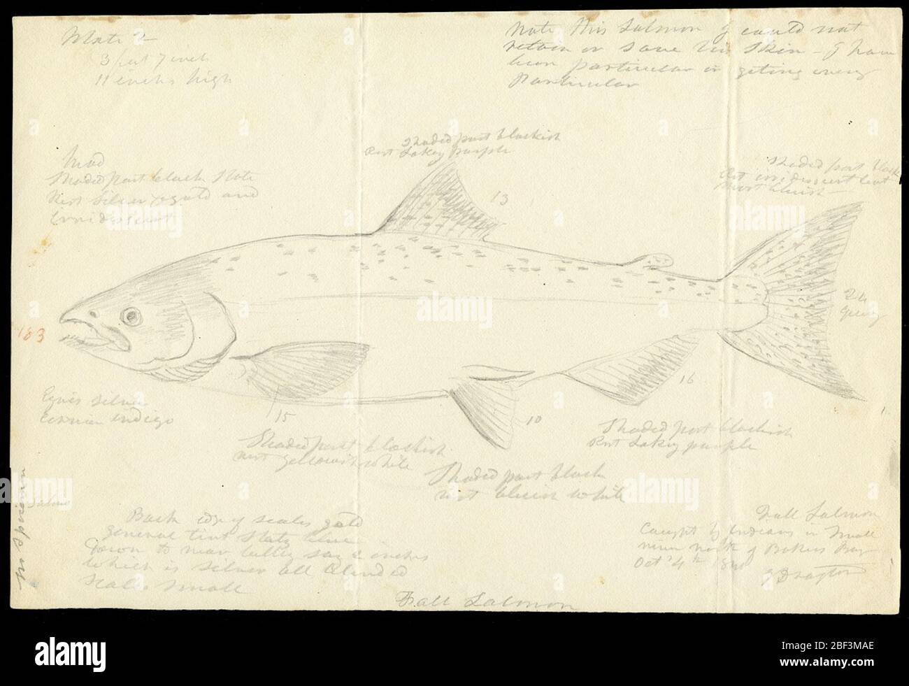 Pencil Drawing of Salmonidae. Drawing of Salmonidae by Joseph Drayton ...
