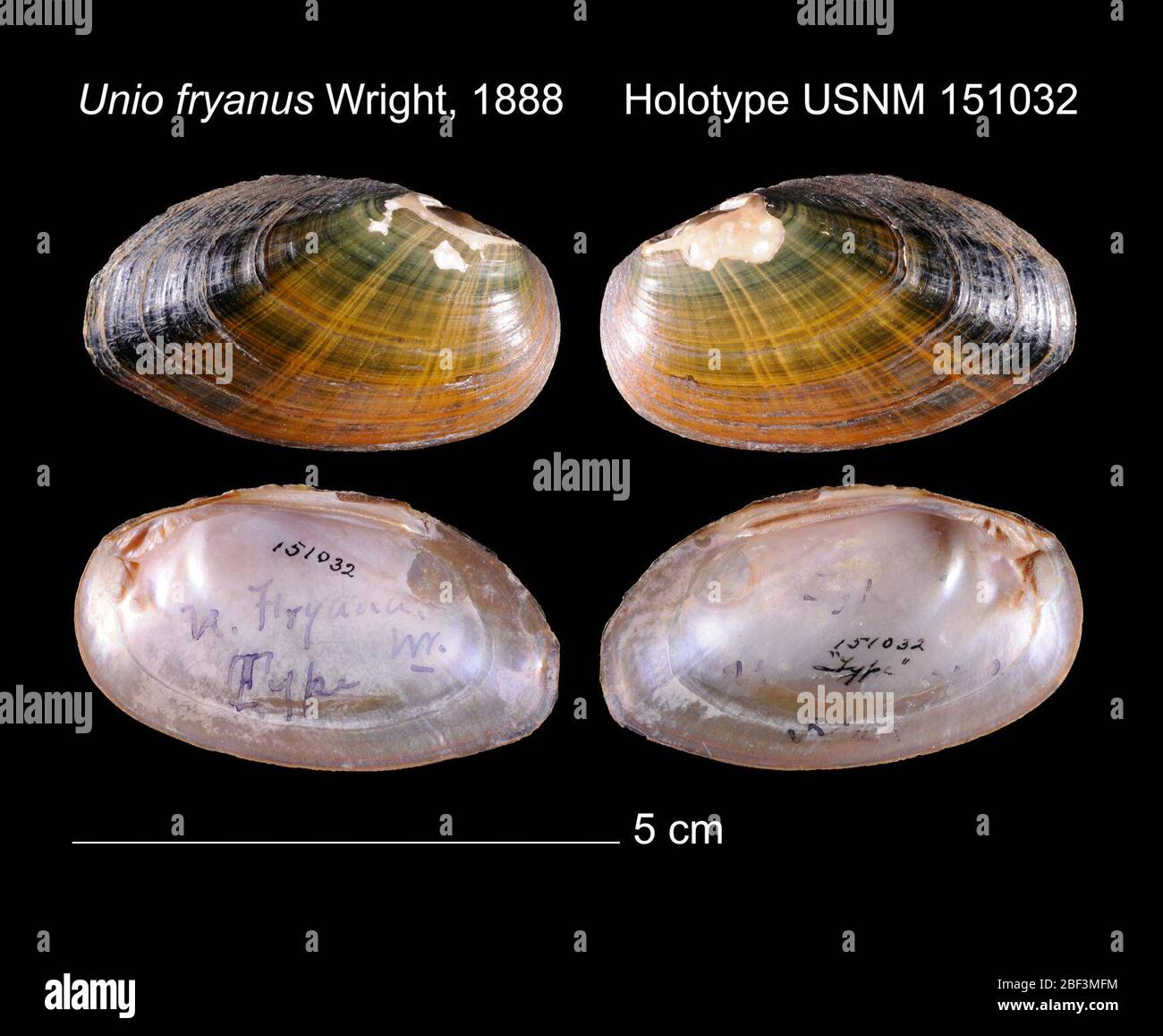 Unio species hi-res stock photography and images - Alamy