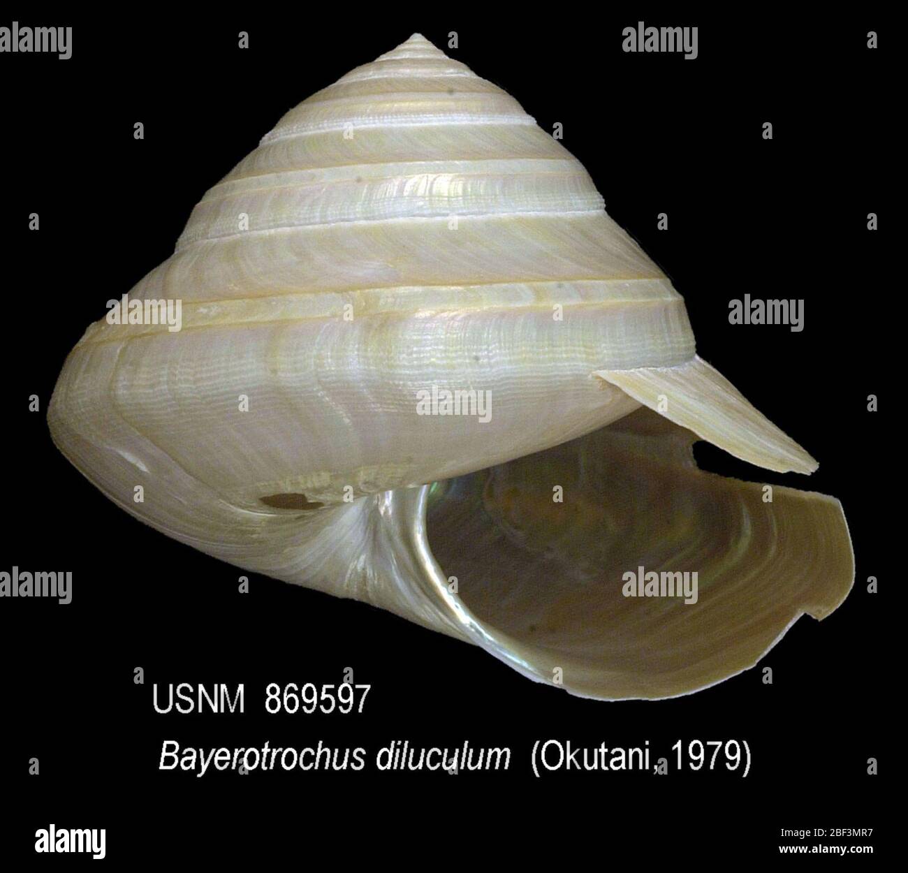 Perotrochus hi-res stock photography and images - Alamy