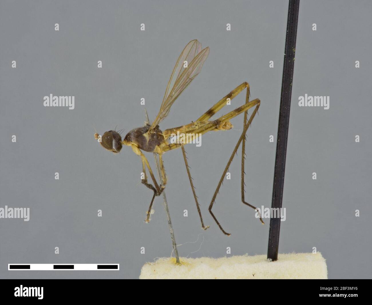 Micropeza hi-res stock photography and images - Alamy