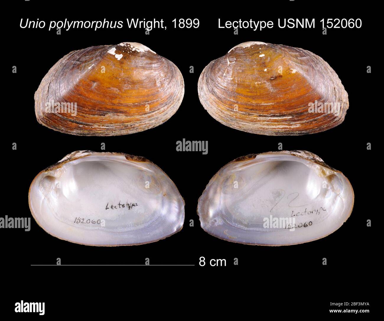 Polymorphus hi-res stock photography and images - Alamy