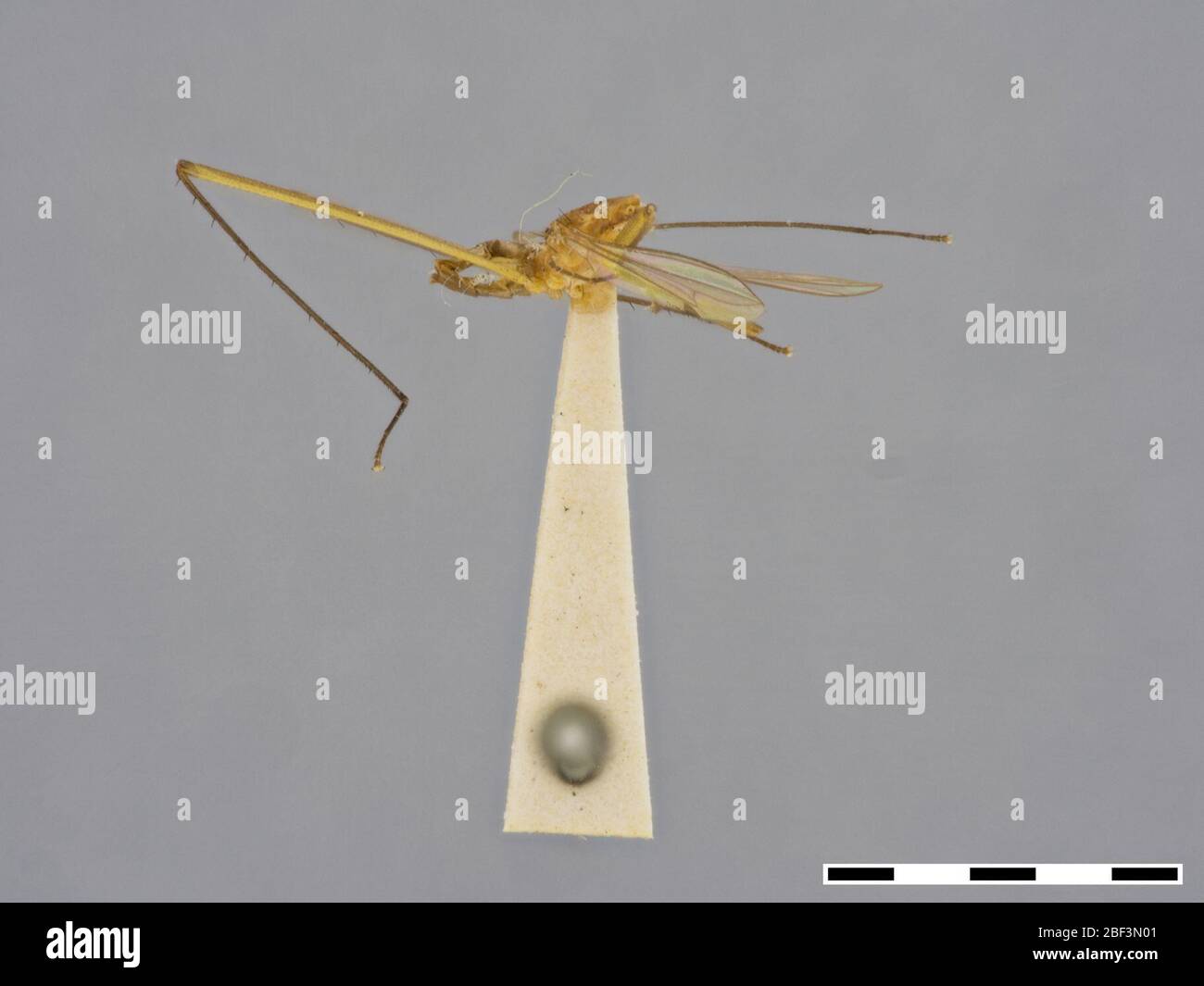 Micropeza verticalis. 18 Mar 20201 Stock Photo - Alamy