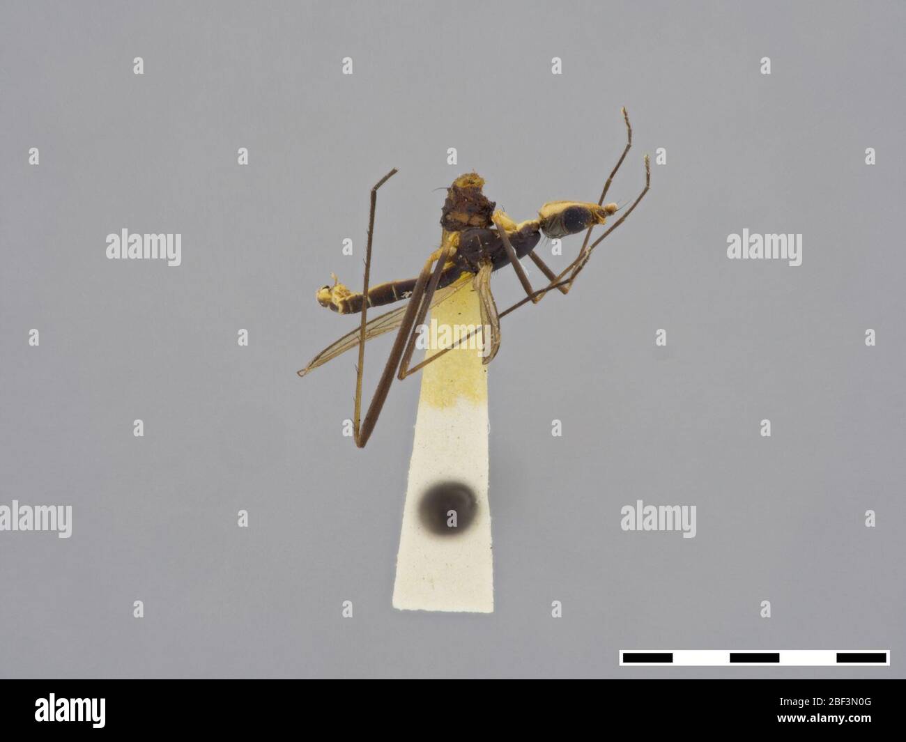 Micropeza hi-res stock photography and images - Alamy